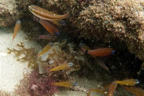 The Ring Tailed Cardinalfish Whats That Fish