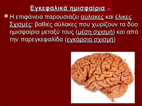 κεντρικο νευρικο συστημα