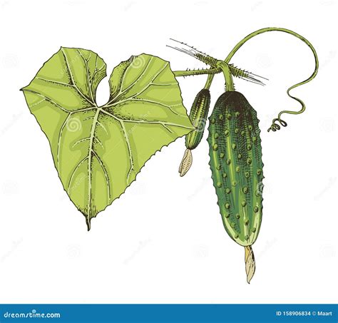 Vector Cucumber Icon 210252293