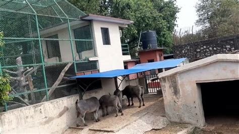 My Visit To The Central Zoo Jawalakhel Lalitpur Youtube