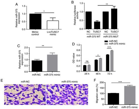 Effects Of Overexpression Of Lncrna Tusc7 On Mir 375 And On Cell