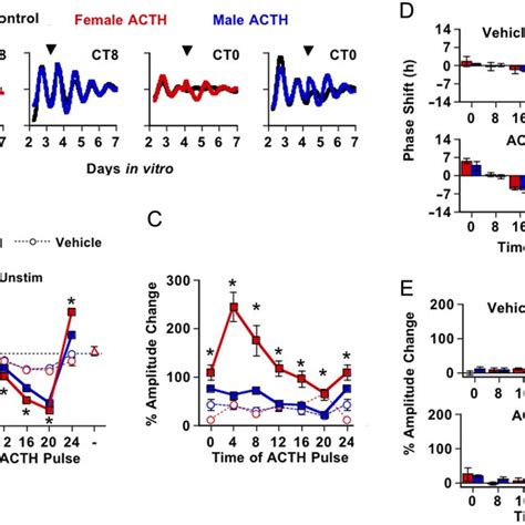 Sex Differences In The Intrinsic Response Of The Adrenal Clock To Acth