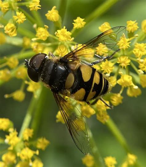 Eristalis Transversa Bugguide Net