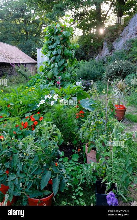 Climber Runner Beans At Joshua Mayes Blog