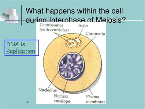 Chapter 11 Genetics Ppt Download