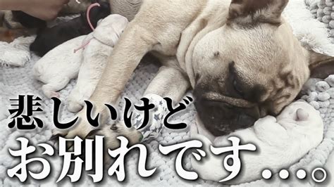 産まれて間もないけど、お別れの時間がやってきました。 Youtube