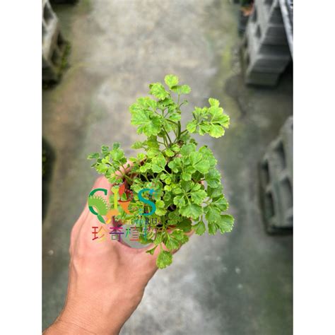 雪花川七 芹葉 白珍珠 金葉 羽裂 富貴樹 福祿桐 室內戶外 盆栽小品 簡單好種珍奇植物 CarnivoRUs 蝦皮購物