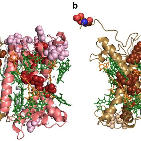 Sequence Comparison Of The Trimer Forming Lhcbs From Spinach A Lhcb