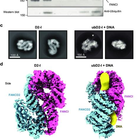 Lori Passmore Group Leader Phd University Of Cambridge Cambridge