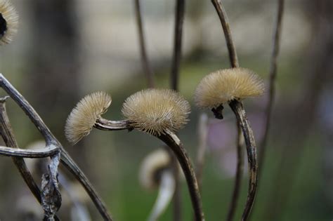 Free Images Nature Branch Prickly Leaf Green Autumn Botany