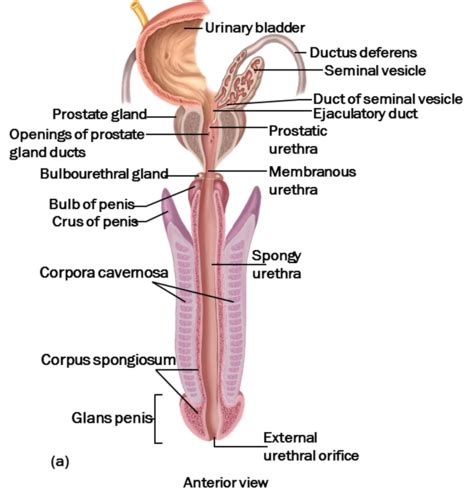 reproductive systems flashcards quizlet