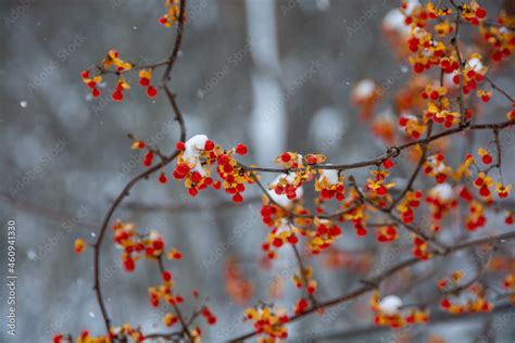 雪が積もった冬の赤い木の実 Foto De Stock Adobe Stock