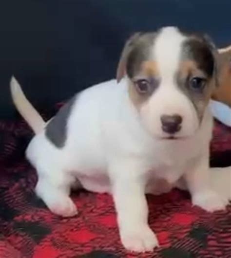 Джек Рассел мальчик родился 3 апреля от породистых родителей открыл глазки малыш чудесный