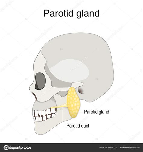 Location Left Parotid Gland Humans Humans Skull Salivary Gland Parotid