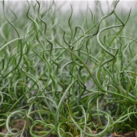 Juncus Curly Wurly Corkscrew Rush Watermans Greenhouse