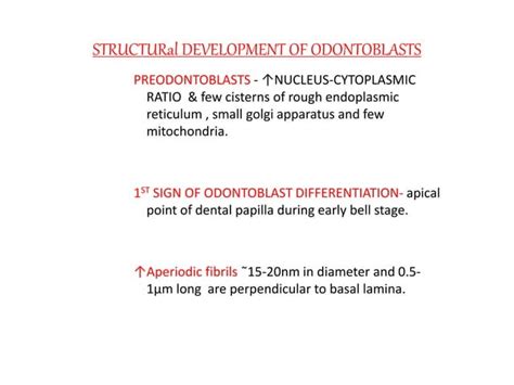 Odontoblast Pptx