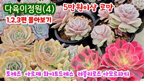 다육이정원4 123편 예쁜 국민 다육이 5000 ~1만원 군생 묵은둥이 토레즈 화이트스노우 흑사금 대품 할인 먼로철화 할인 Youtube
