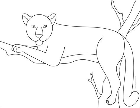 Leopard Drawing Step By Step