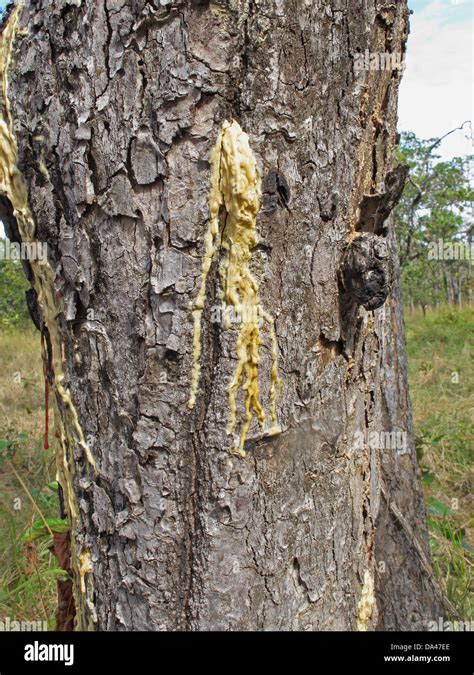 Apitong Tree