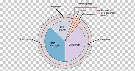 Prophase Definition Nordop