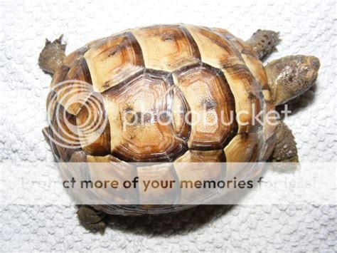 Split Scutes Tortoise Forum