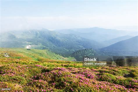 산에서 아름 다운 위치에 진달래 피어 산에 꽃입니다 화창한 여름 날에 산에만 하 병 개화 초 극적인 특이 한 장면입니다 카 르 파 티아 우크라이나 계곡에 대한 스톡 사진 및