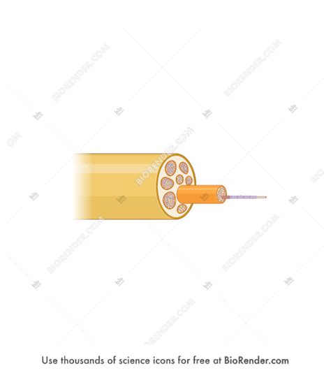 Free Peripheral Nerve Layers Icons Symbols And Images Biorender