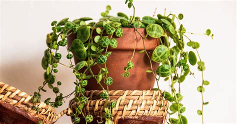 how to propagate a string of turtles the garden magazine