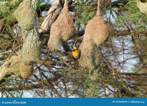 Pendulous Nest Birds Colony Stock Image Image Of Area Branches