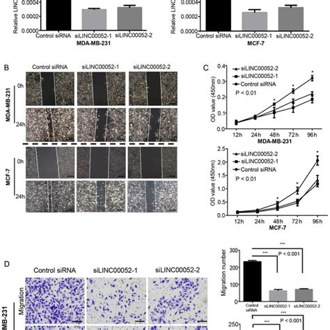 Linc00052 Knockdown Significantly Inhibits Cell Proliferation
