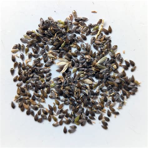 Phalaris Brachystachys Shortspike Canarygrass Seed Freaky Cacti