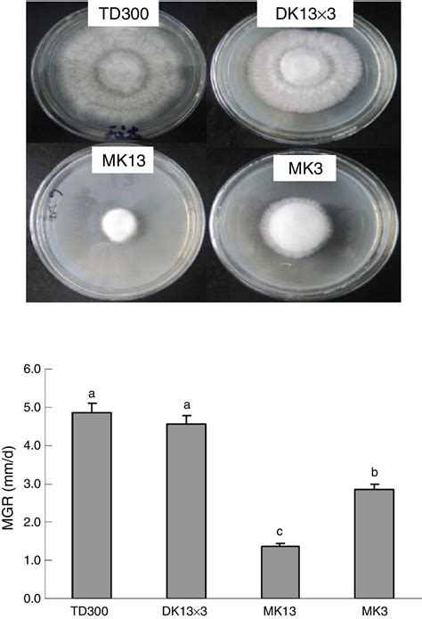 Genome Wide Gene Expression Patterns In Dikaryon Of The Basidiomycete