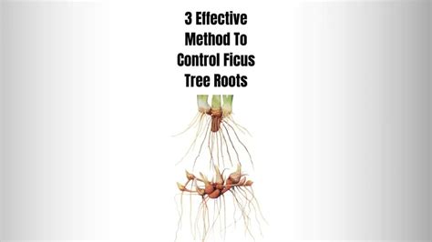 How To Control Ficus Tree Roots 3 Effective Method Everything