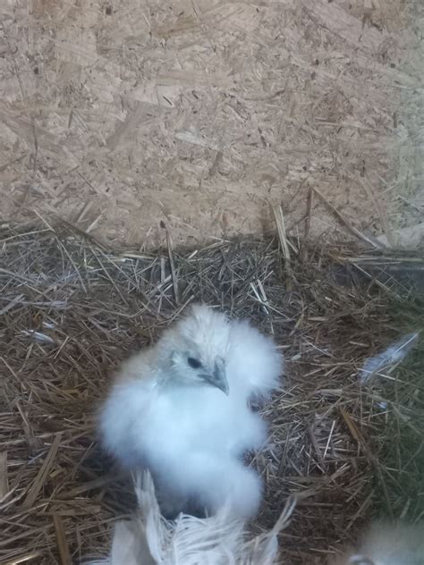 Китайська пухова шовкова курчата 200 грн Сільгосп тварини Житомир на Olx