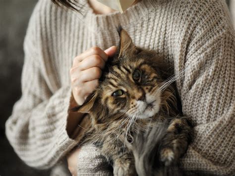 飼い主思いの“スーパーキャット” 初代猫、悪性リンパ腫からの奇跡の回復と最期の日 「犬や猫ともっと幸せに」をコンセプトにしたwebメディア
