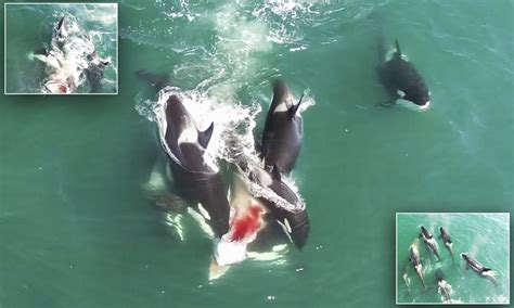 Orca Hunting