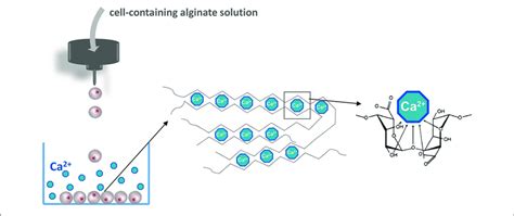 Manufacturing Islet Containing Alginate Based Microcapsules Islets Download Scientific