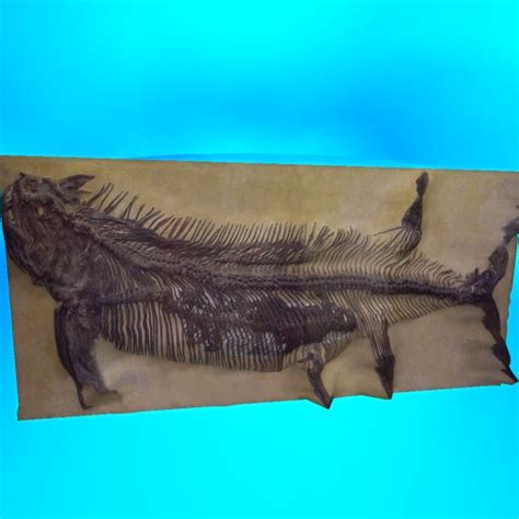 Second Life Marketplace Xiphactinus Audax Sculpted Fossil Giver 1