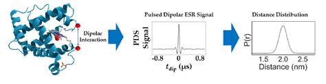 Figure 1 From Differentiating Unimodal And Multimodal Distributions In Pulsed Dipolar