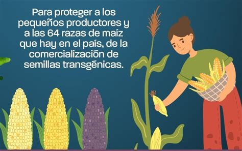 Ley Federal para el fomento y protección del maíz nativo Revista