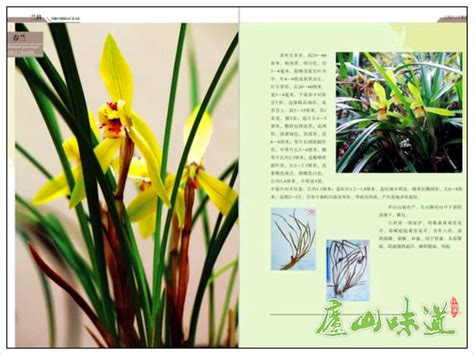 庐山自然保护区出版科研成果著作江西庐山珍稀植物第I卷 庐山味道