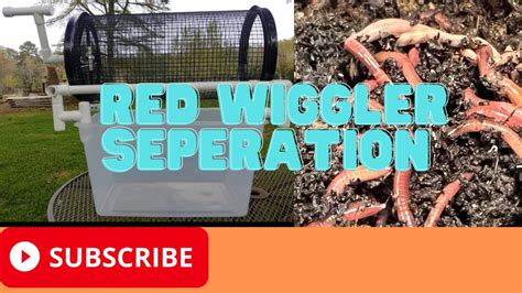 Lets Use The Sifter For Red Wigglers Tips Along The Way