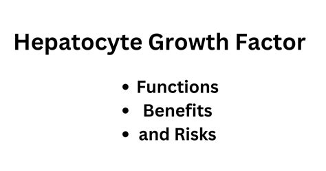 What Is Hepatocyte Growth Factor Functions Benefits And Risks Explained