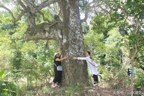 村民把1000多歲的它當作寶樹有專家說可號稱為廣西鐵冬青樹王 每日頭條