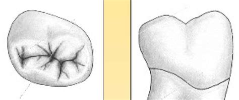 Primary Mandibular 1st Molars Flashcards Quizlet
