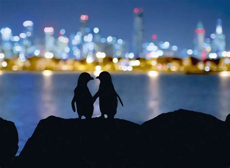 Penguin Parade