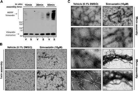 Effects Of Simvastatin On In Vitro Assembled Purified Vimentin A