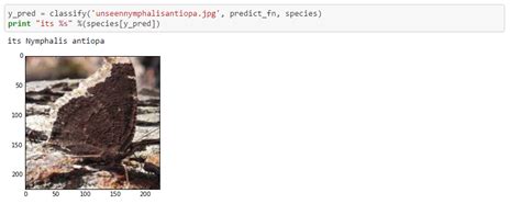 GitHub Rajats Butterfly Species Classifier Butterfly Species