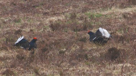 Black Grouse Site Cleared To Help Mating Ritual Bbc News