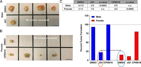 Bet Inhibitors Have Sex Specific Effects On In Vivo Tumorigenicity In